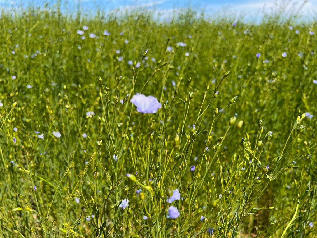 Le lin lavé ou l’élégance intemporelle de votre intérieur • Kalani