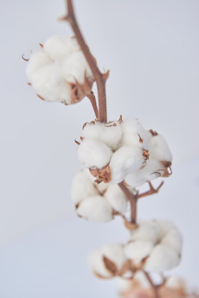 100% Pure Coton Bio - Comment choisir son standard de certifications