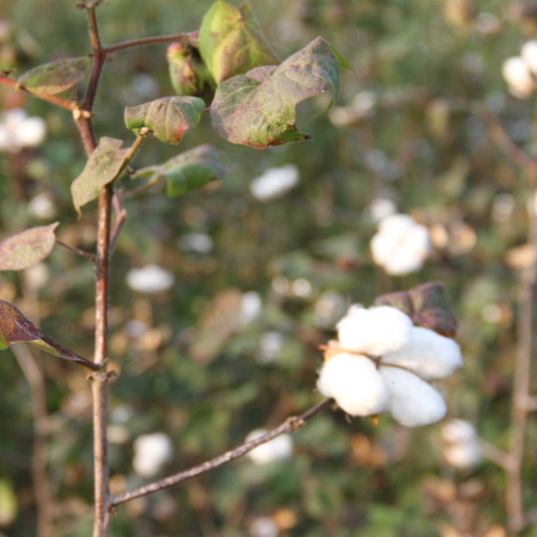 Kalani is a project turned towards the future • Kalani